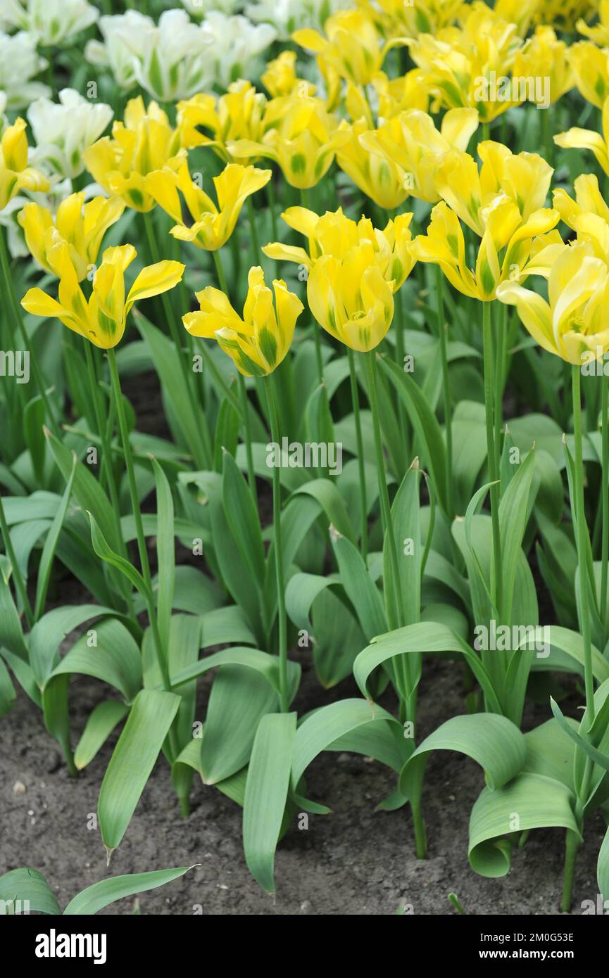 Viridiflora tulips (Tulipa) Yellow Springgreen bloom in a garden in ...