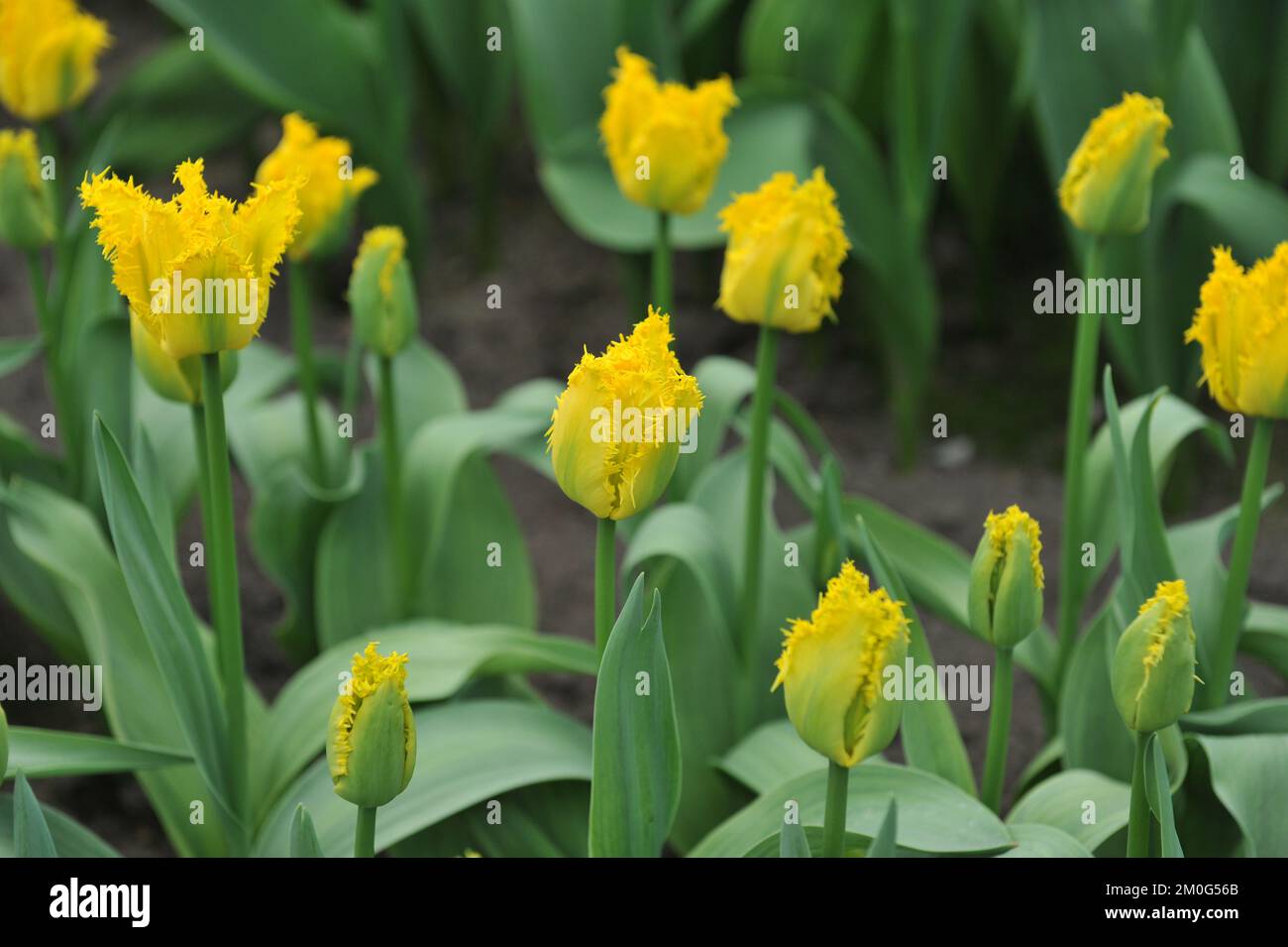 Yellow fringed tulips (Tulipa) Yellow Valery bloom in a garden in April ...