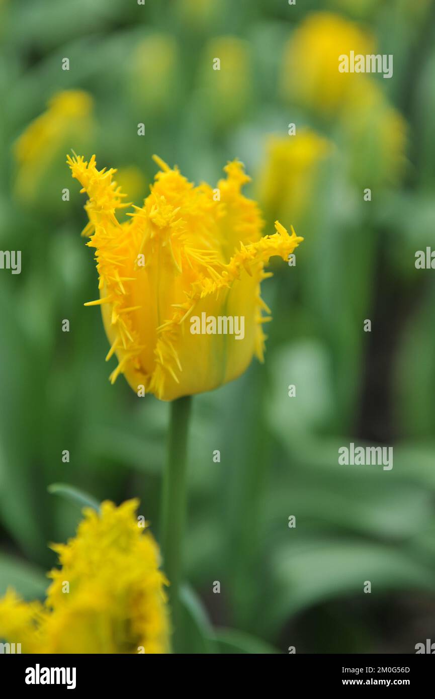 Yellow fringed tulips (Tulipa) Yellow Valery bloom in a garden in April ...