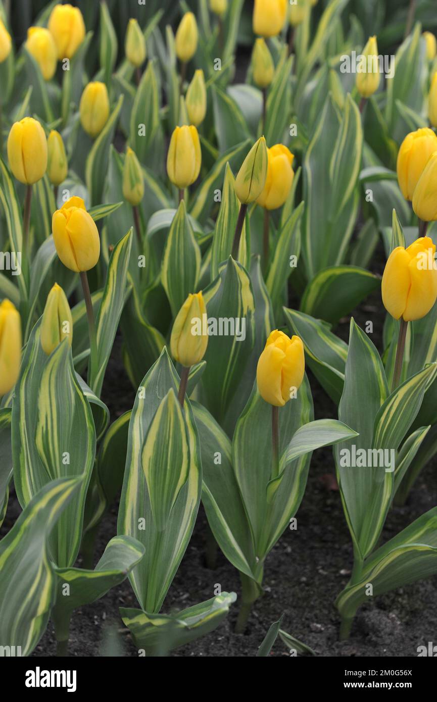 Yellow Darwin Hybrid tulips (Tulipa) Yellow Wave with variegated ...