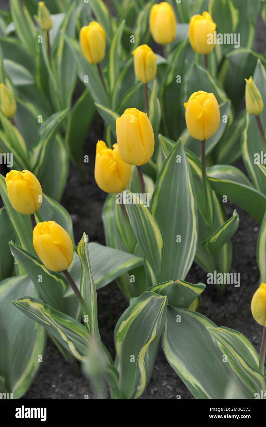 Yellow Darwin Hybrid tulips (Tulipa) Yellow Wave with variegated ...