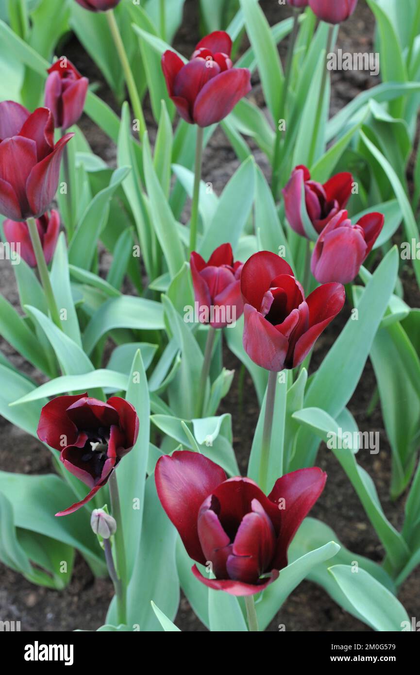 Dark red Triumph tulips (Tulipa) Yolanthe bloom in a garden in April ...