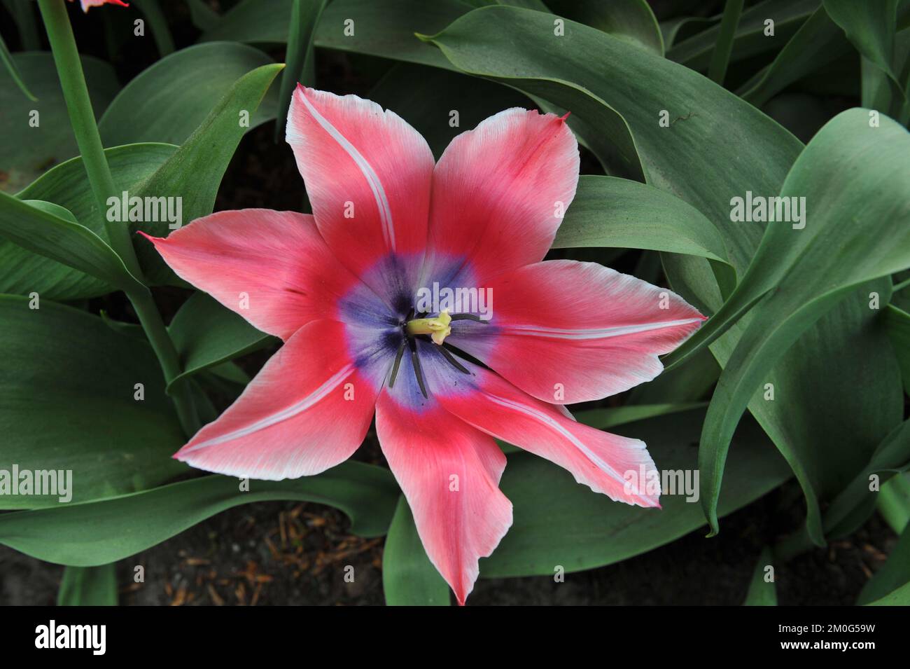 Pink lily-flowered tulips (Tulipa) Yonina bloom in a garden in April ...
