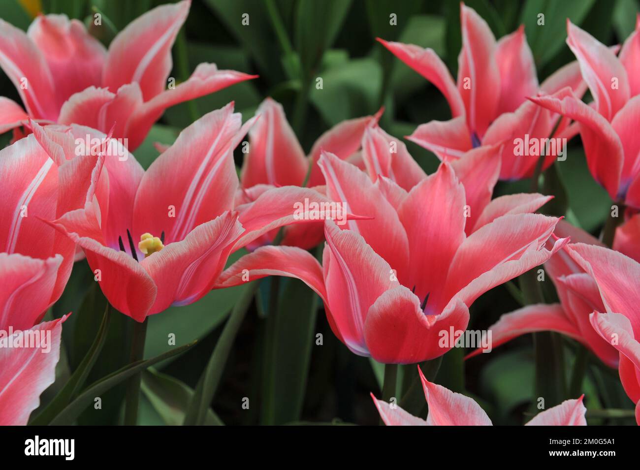 Pink lily-flowered tulips (Tulipa) Yonina bloom in a garden in April ...