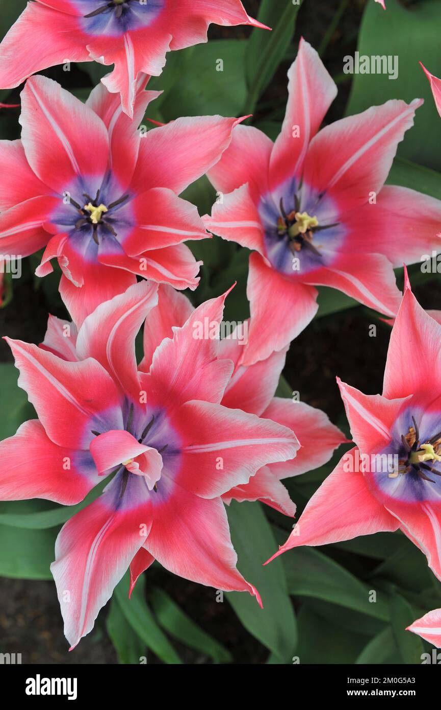 Pink lily-flowered tulips (Tulipa) Yonina bloom in a garden in April ...