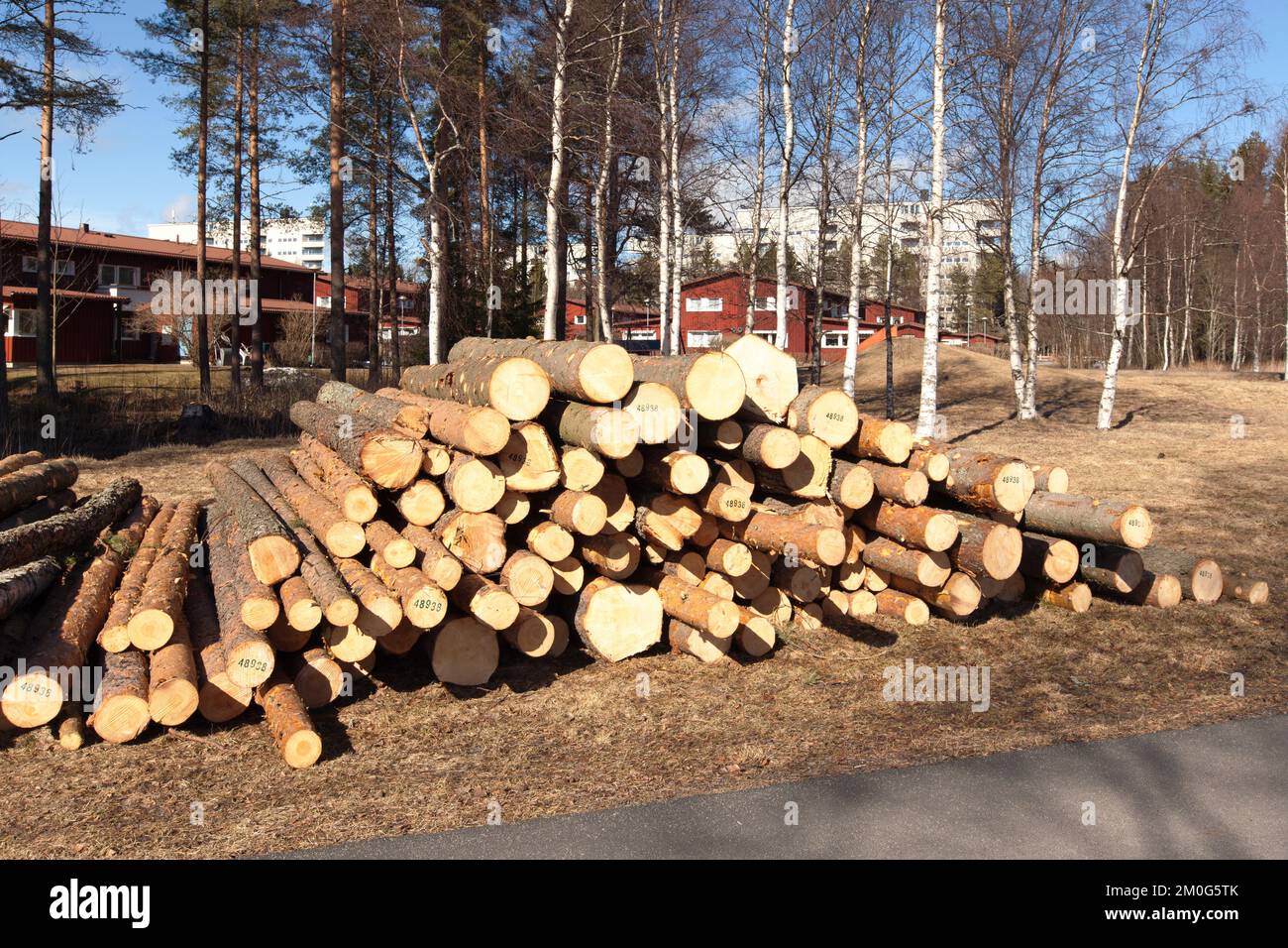 Sawn timber in urban areas in spring. Flats, houses, and buildings ...
