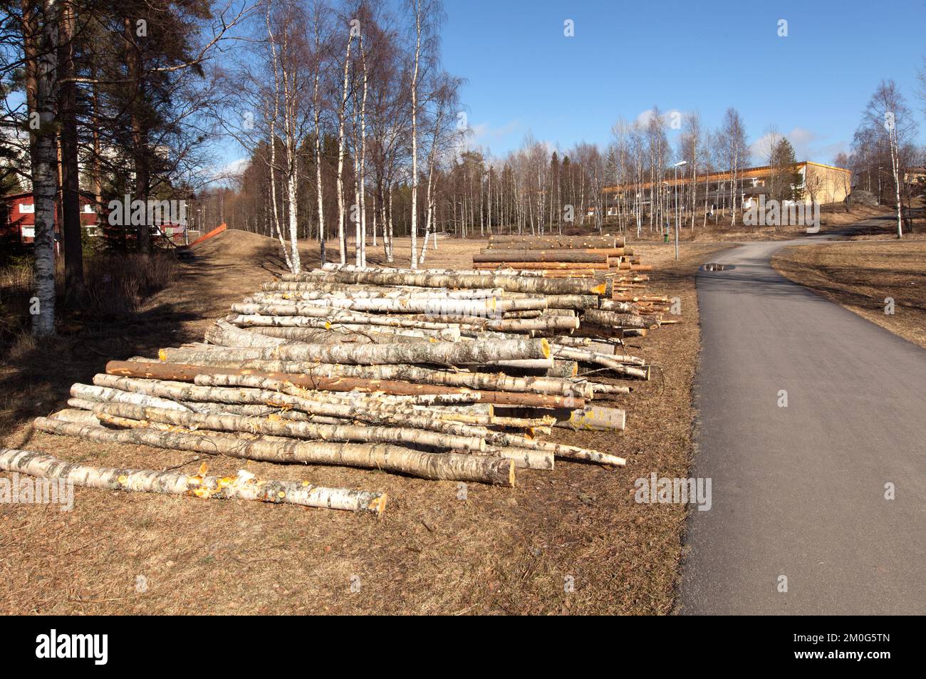 Sawn timber in urban areas in spring. Flats, houses, and buildings ...