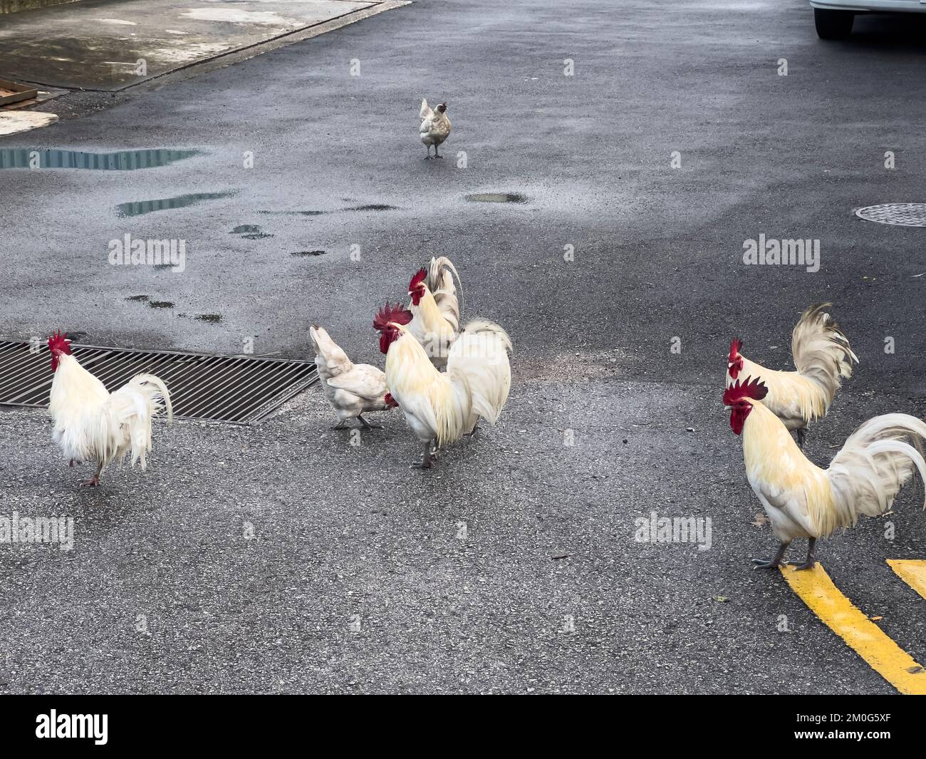 Leghorn chicken family gather and wander on wet road pavement to relax ...