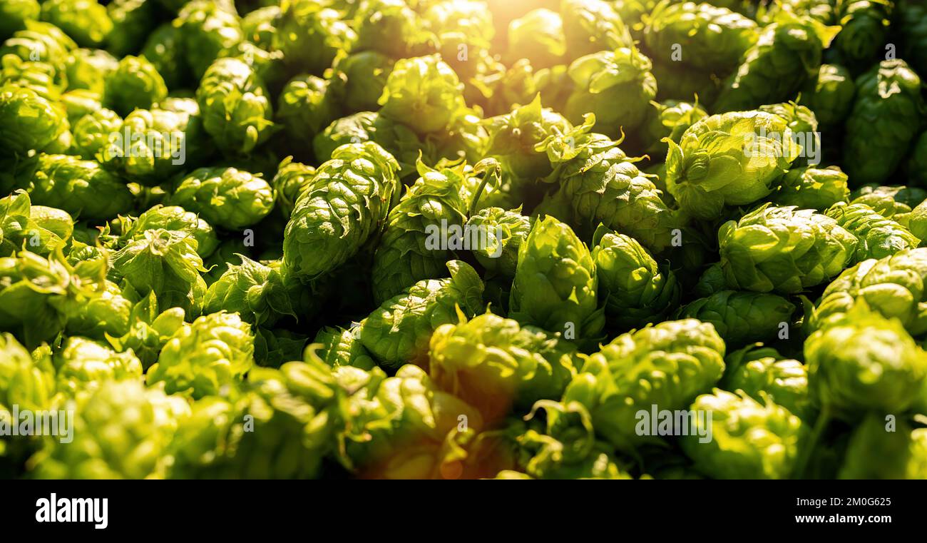 Green ripe hop cones for brewery and bakery background at sunset Stock ...
