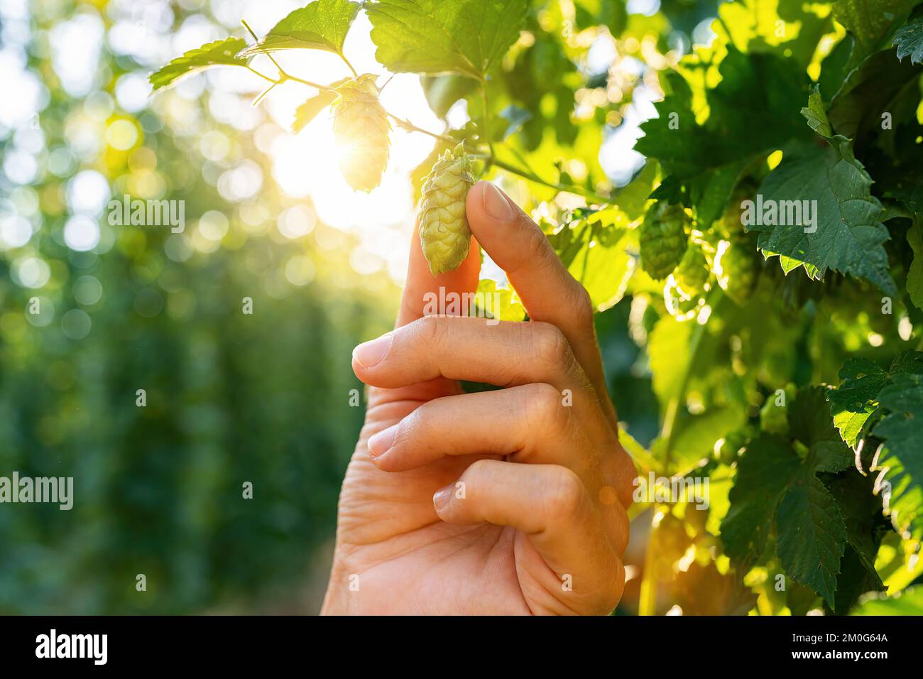 Farmer checks ripe hop cones for making beer and bread closeup, bokeh ...