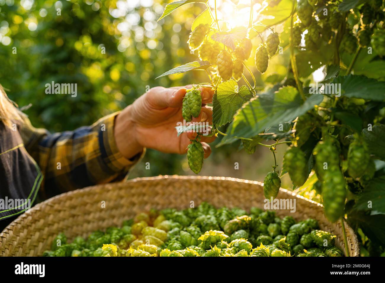 Farmer hand picking hops harvest in the field in Bavaria Germany Stock ...