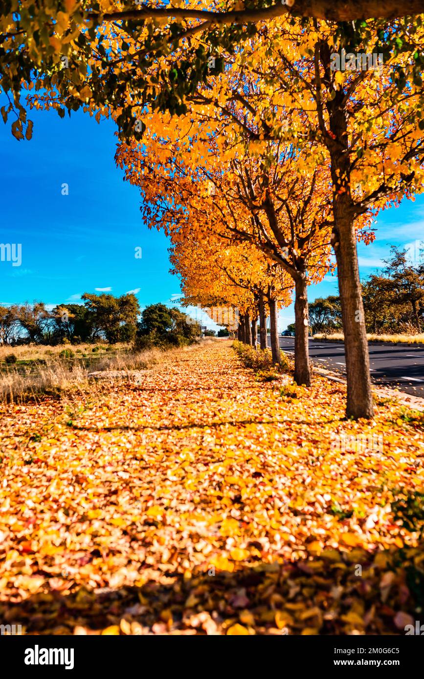 A vertical shot of a row of autumn trees with yellow fallen leaves and ...