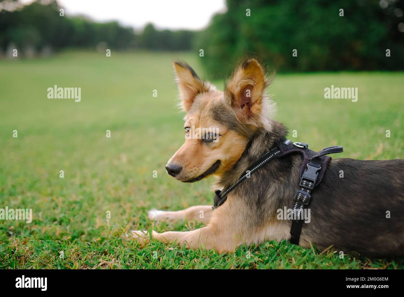Healthy medium-sized German Shepherd mix dog on the grass in a park ...