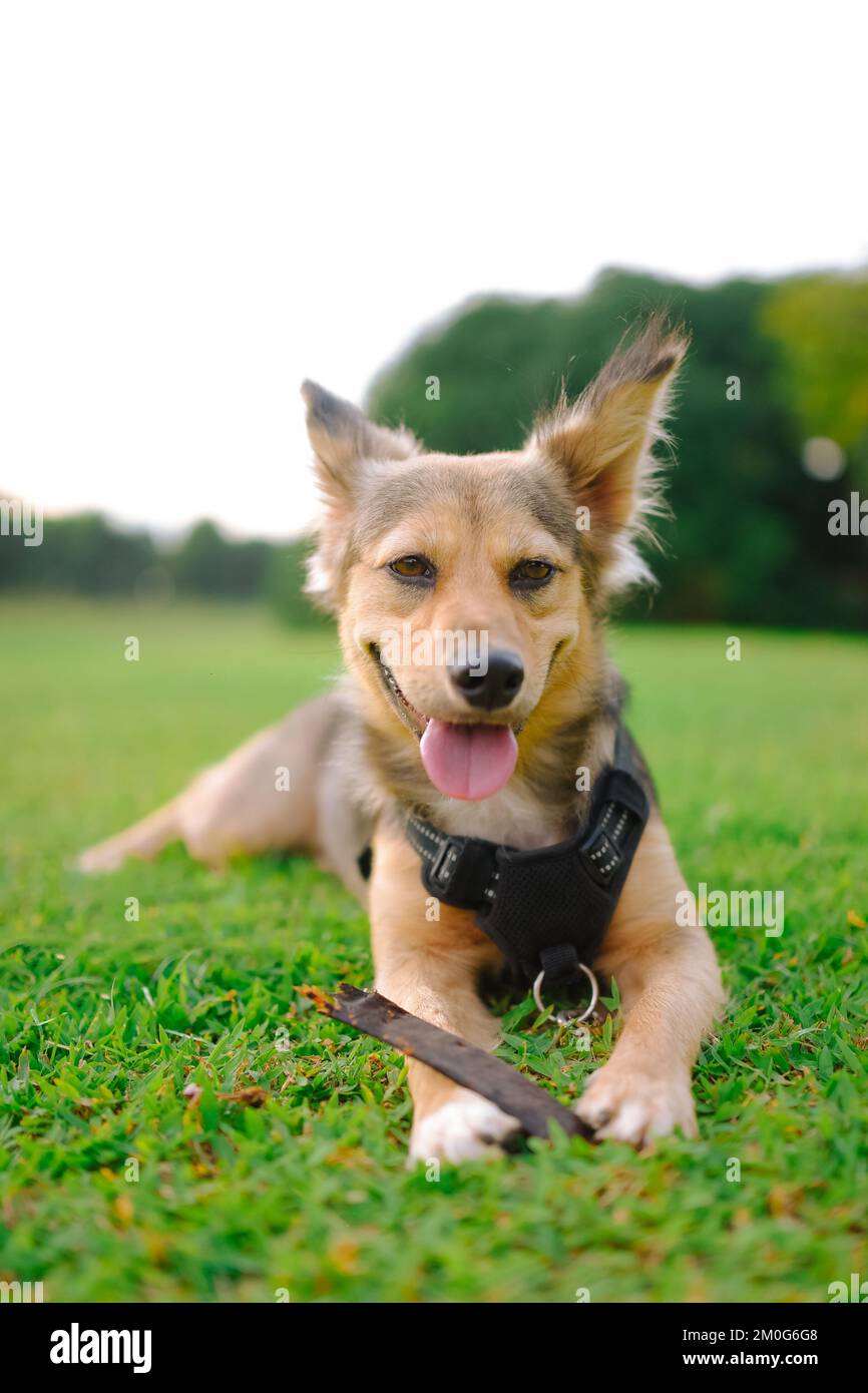 Dachshund Shepherd Mix Puppy