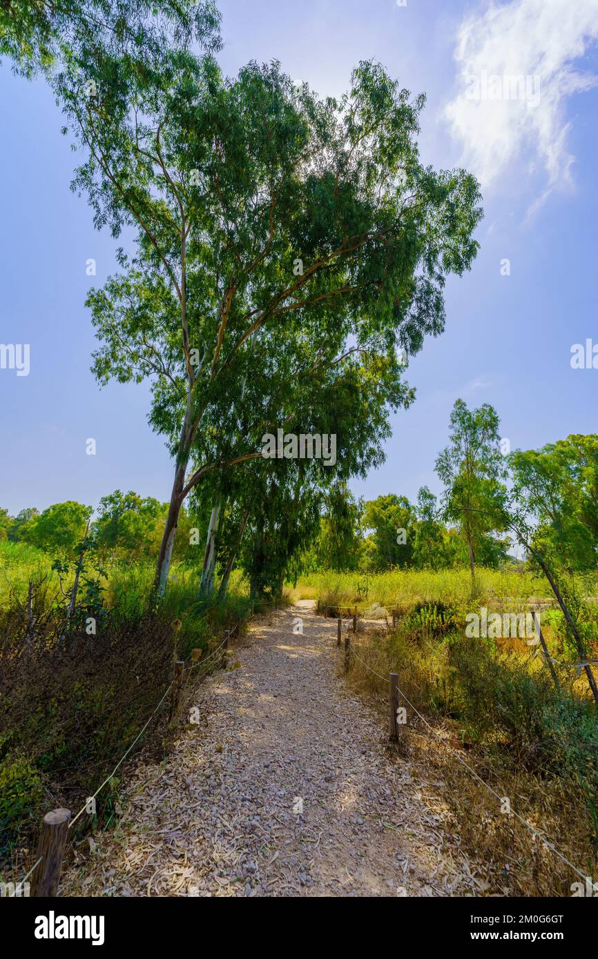 View of a footpath and Eucalyptus trees, in the Yarkon Park, Tel-Aviv ...