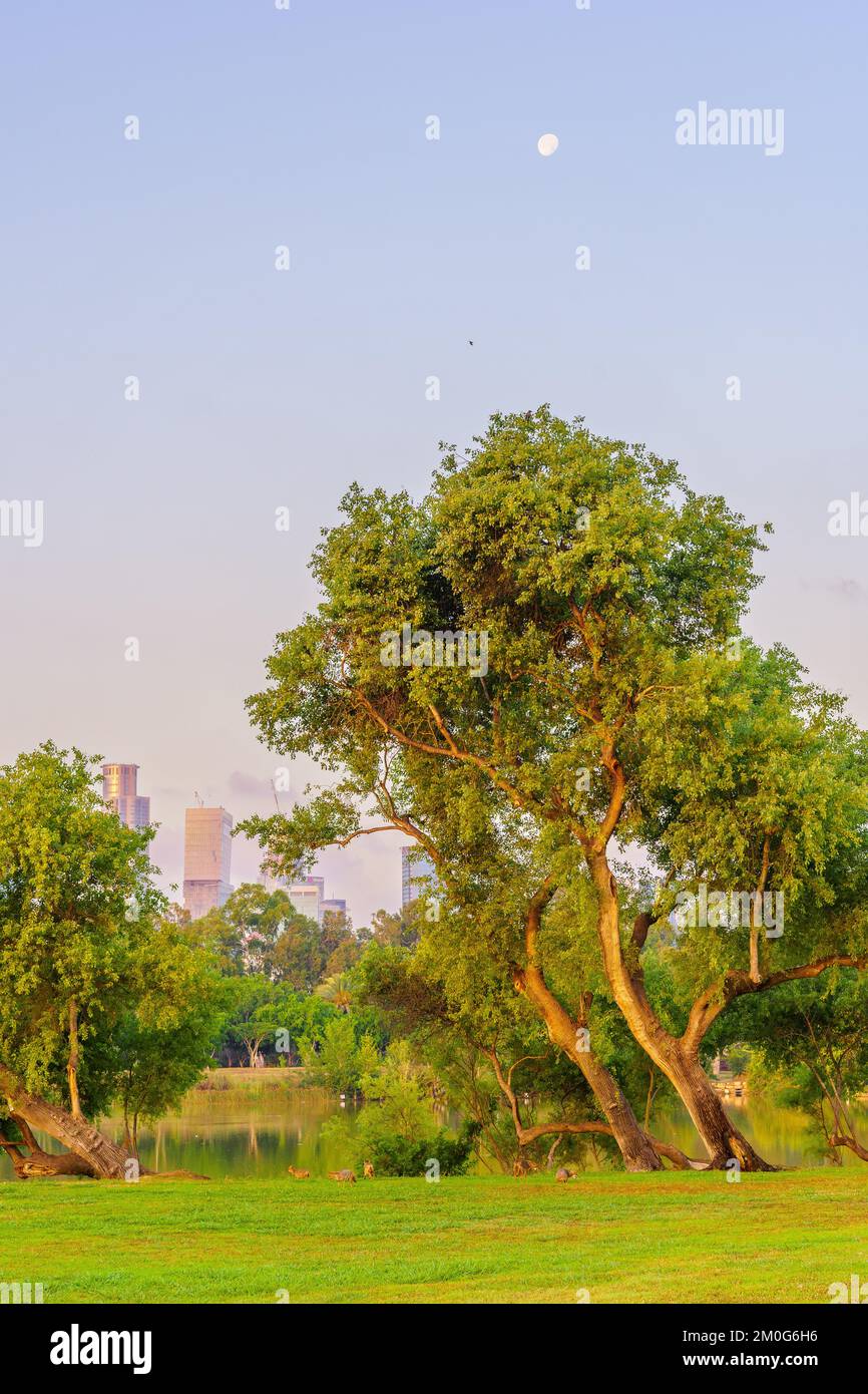 Sunrise view of the lawns of the Yarkon Park, with Golden jackals ...