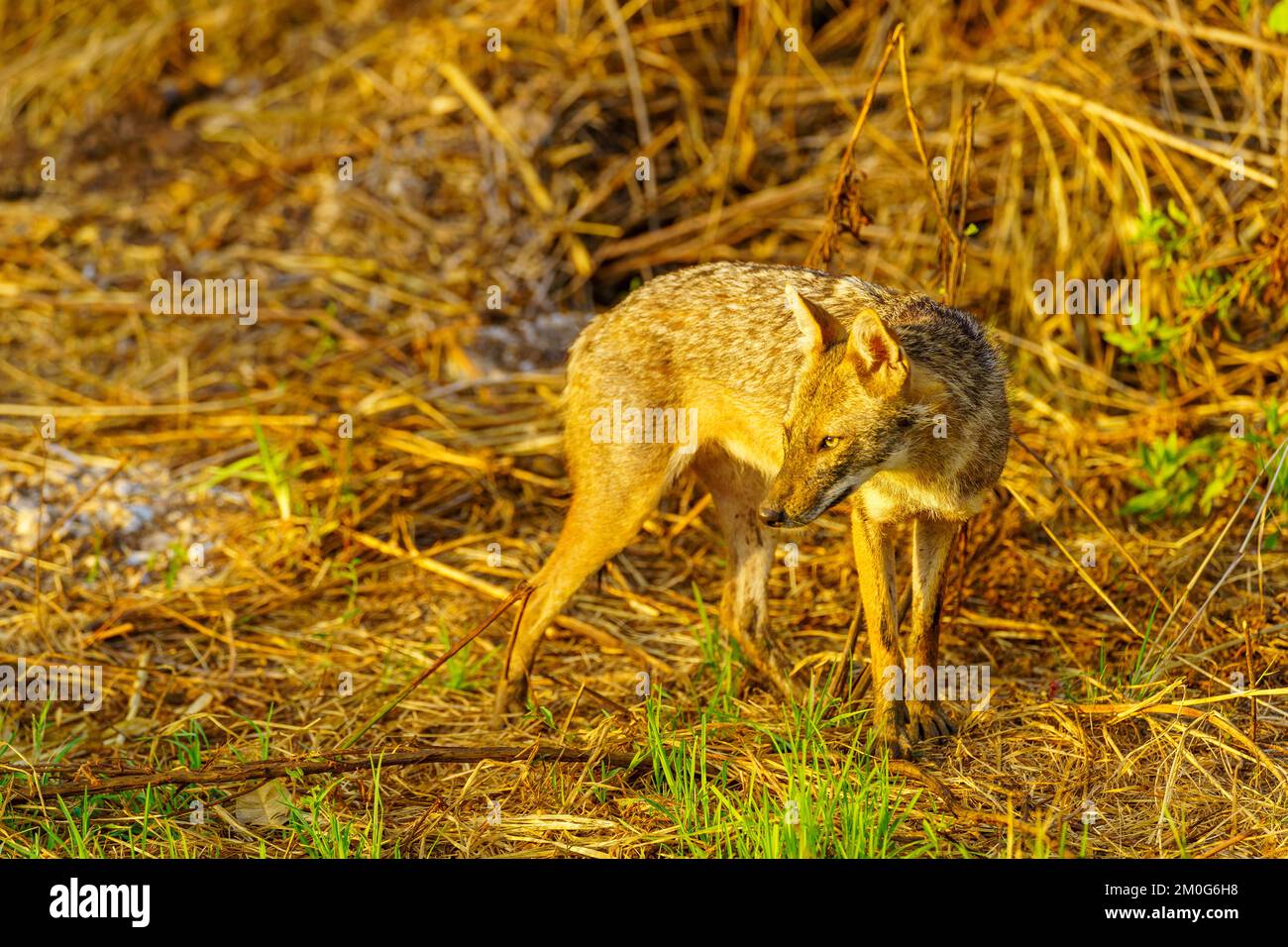 Yarkon park hi-res stock photography and images - Alamy