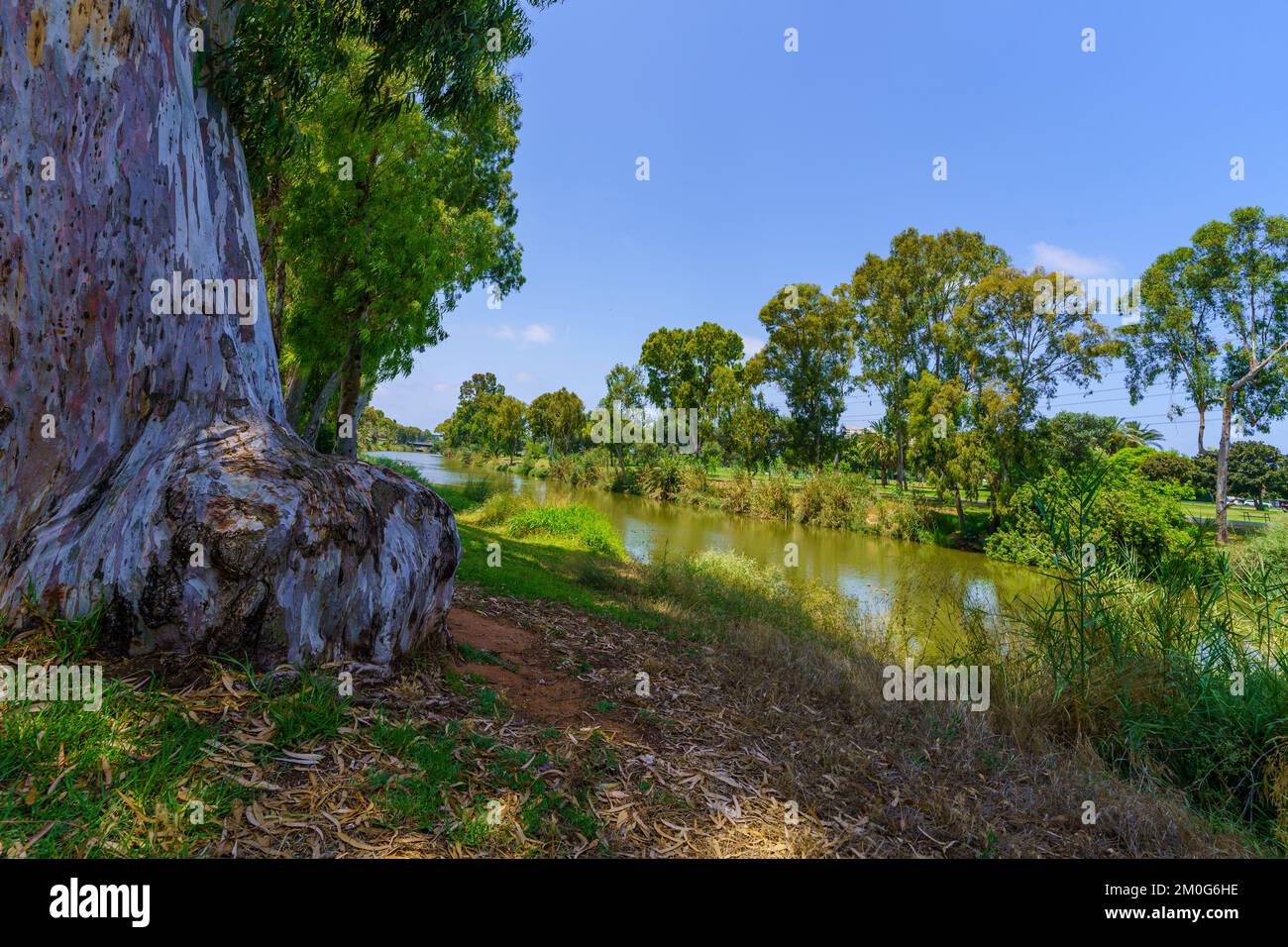 View of the Yarkon river, and trees, in the Yarkon Park, Tel-Aviv ...