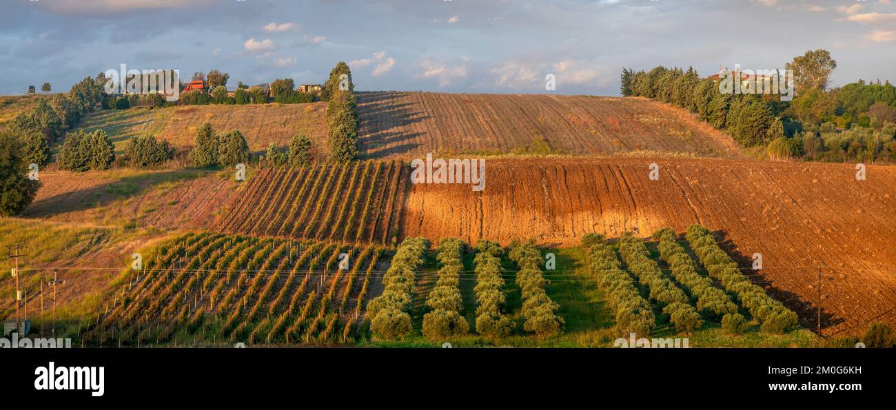 Rural landscape of northern Greece,fields,olive orchards Stock Photo - Alamy