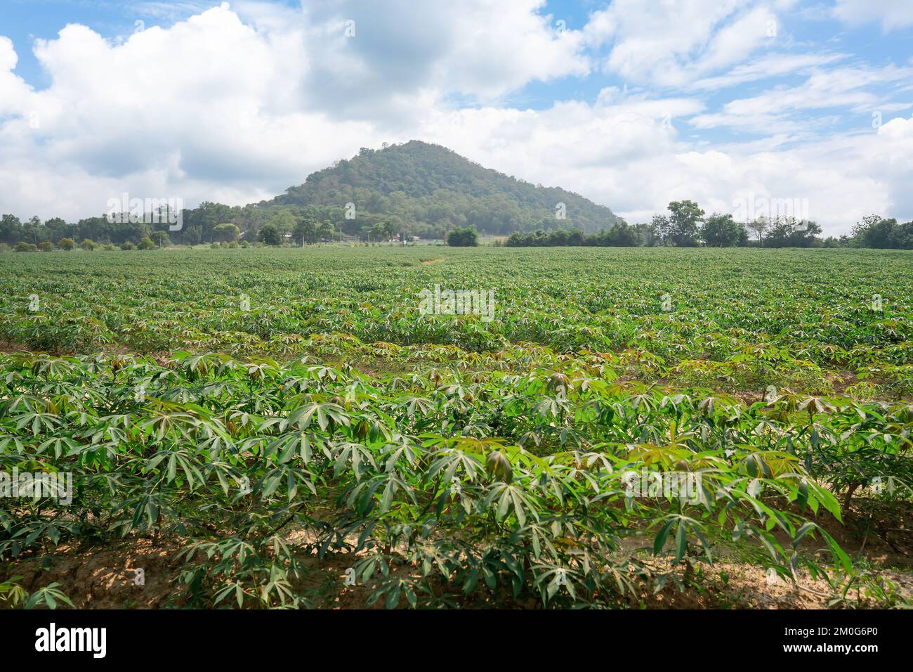 Cassava stem hi-res stock photography and images - Alamy
