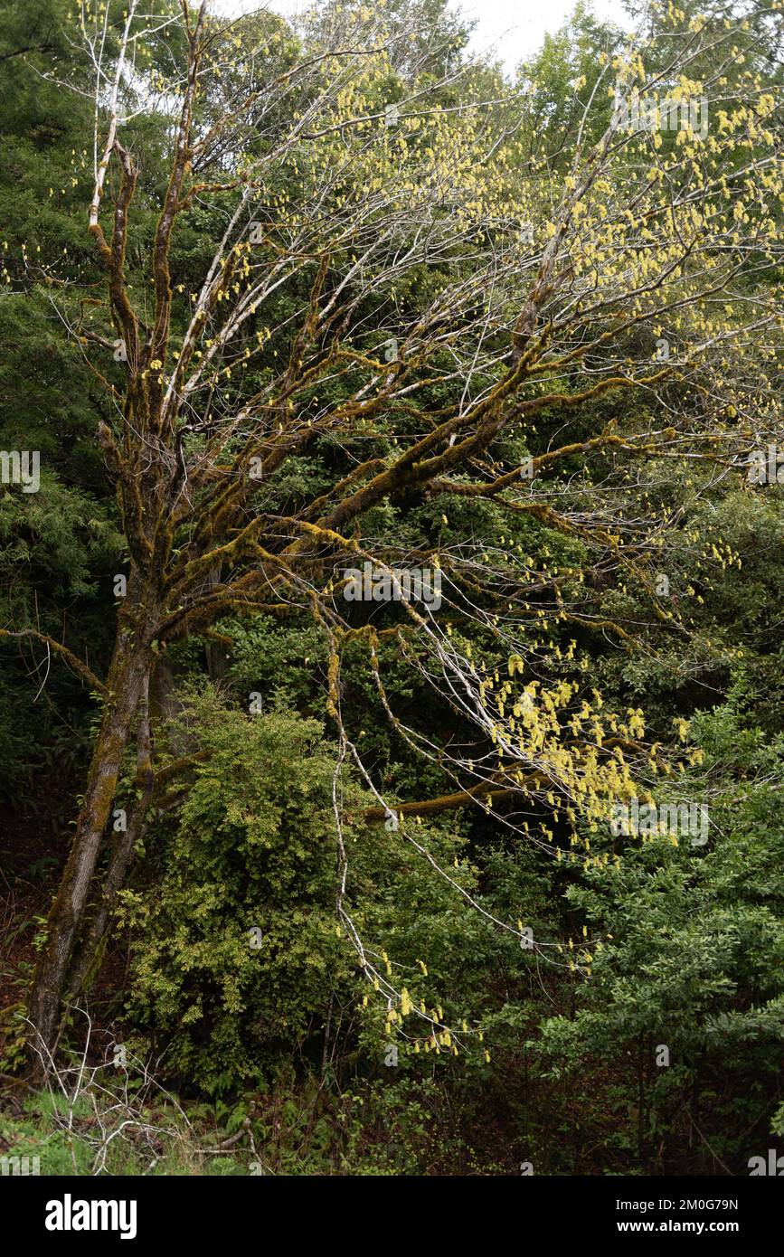 A vertical shot of lush green redwood trees in Redwood National and ...
