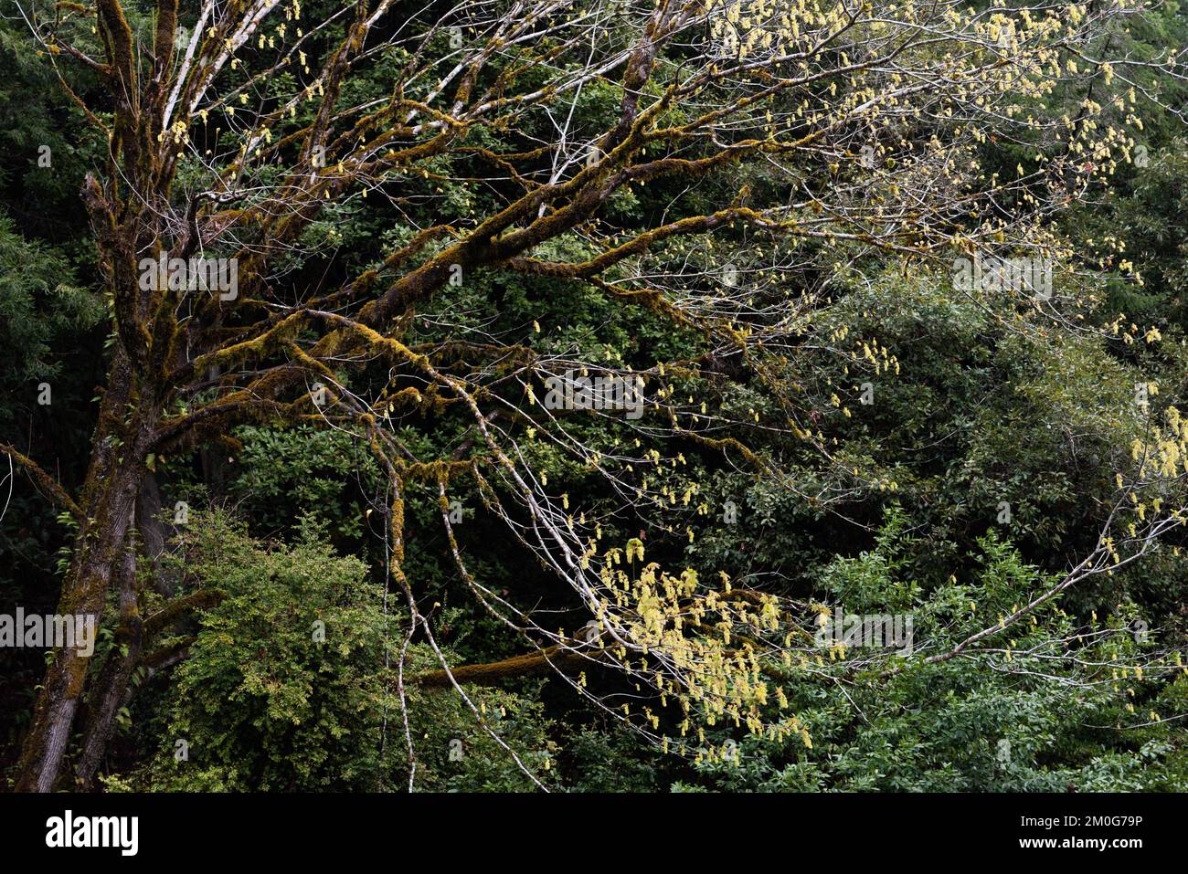 The lush green redwood trees in Redwood National and State Park in ...