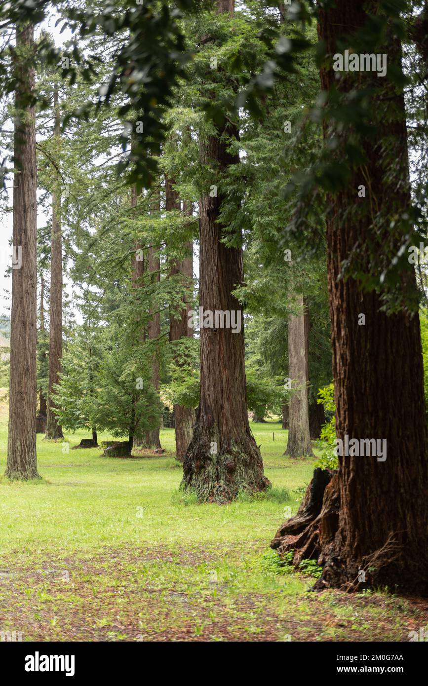 A vertical shot of lush green sitka spruce trees in Redwood National ...