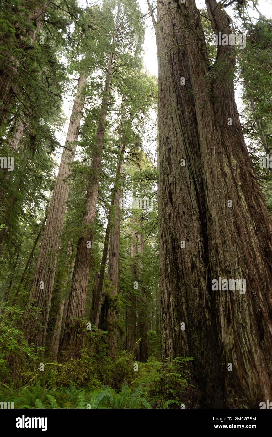 A vertical shot of lush green sitka spruce trees in Redwood National ...