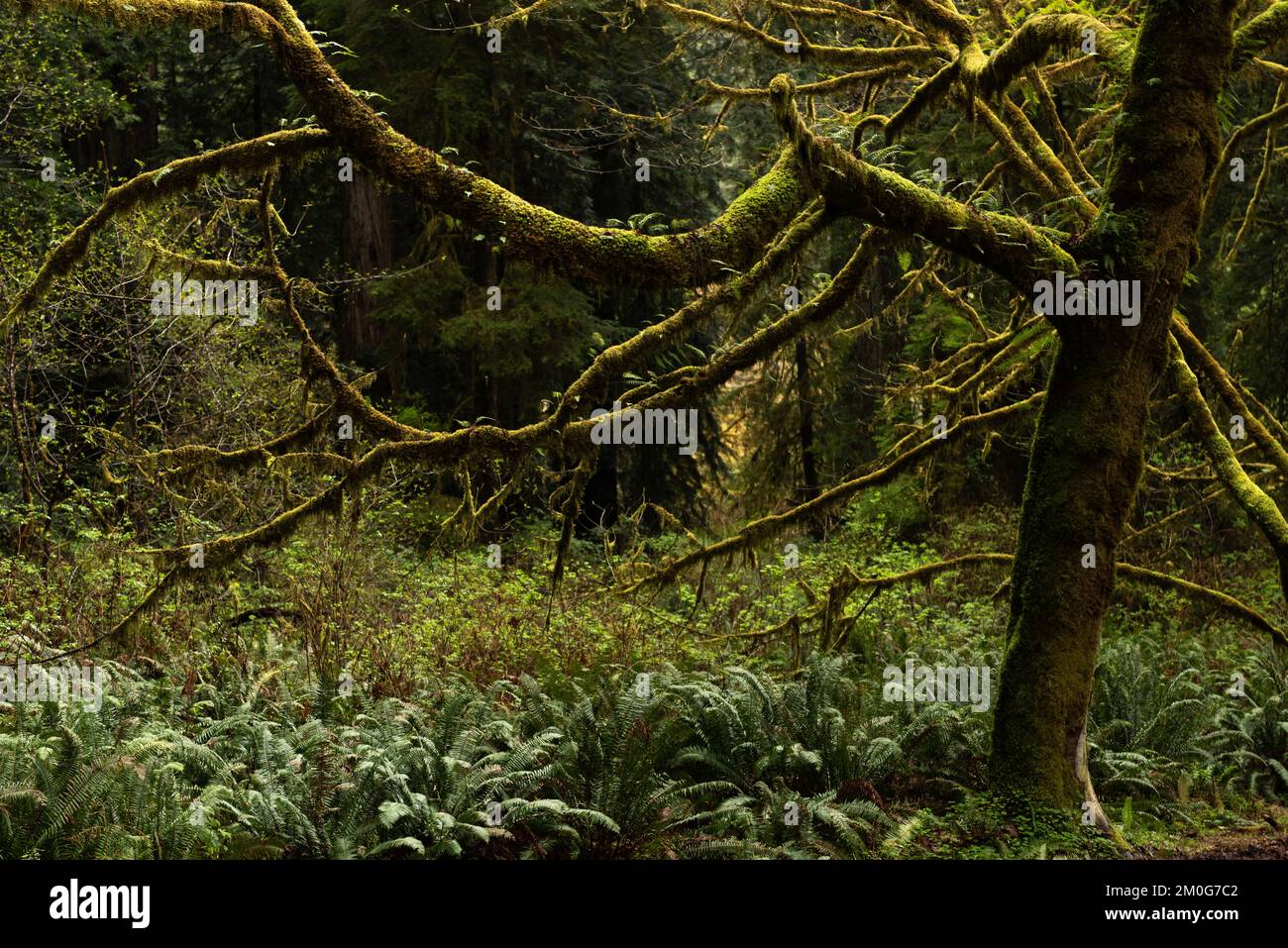 The lush green mossy redwood trees in Redwood National and State Park ...