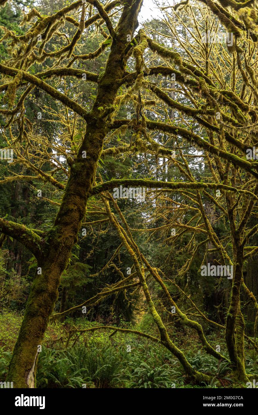 A vertical shot of lush green mossy redwood trees in Redwood National ...
