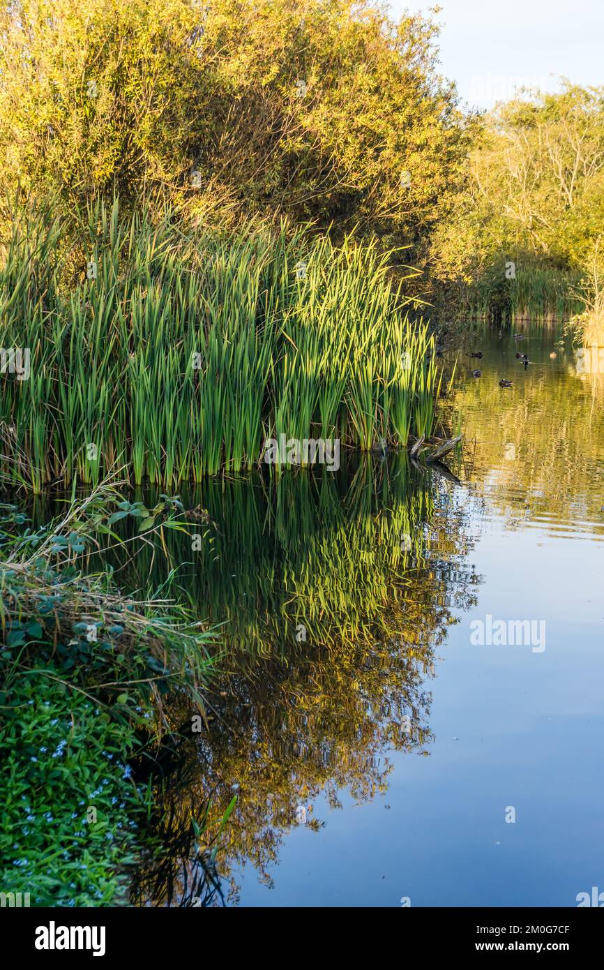 A pond in fall at Normandy Park, Washington. Landscape scene Stock ...