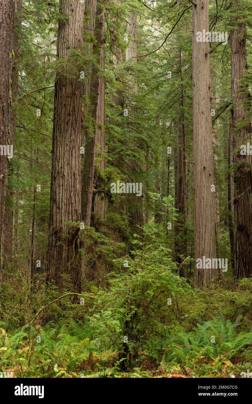 A vertical shot of lush green sitka spruce trees in Redwood National ...