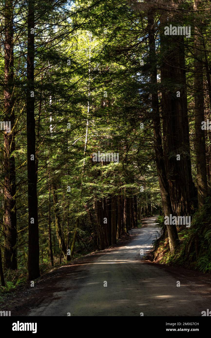 A vertical of a trail in redwood trees in Redwood National and State ...