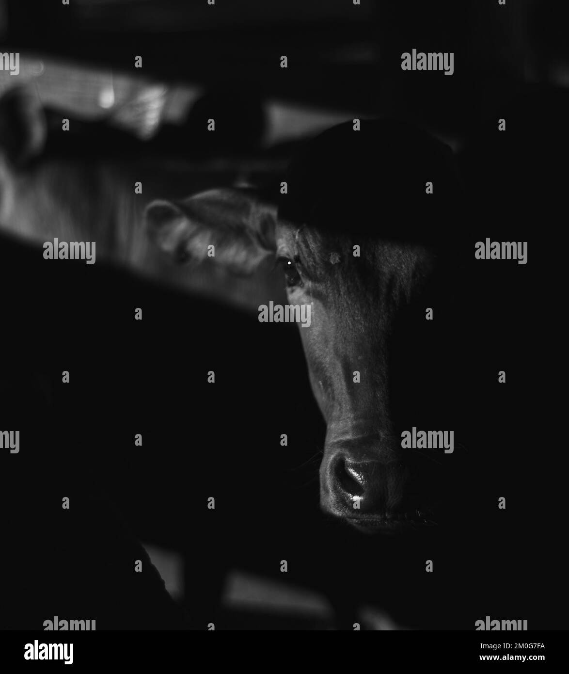 A vertical closeup of a cow portrait in shadows shot in grayscale Stock ...