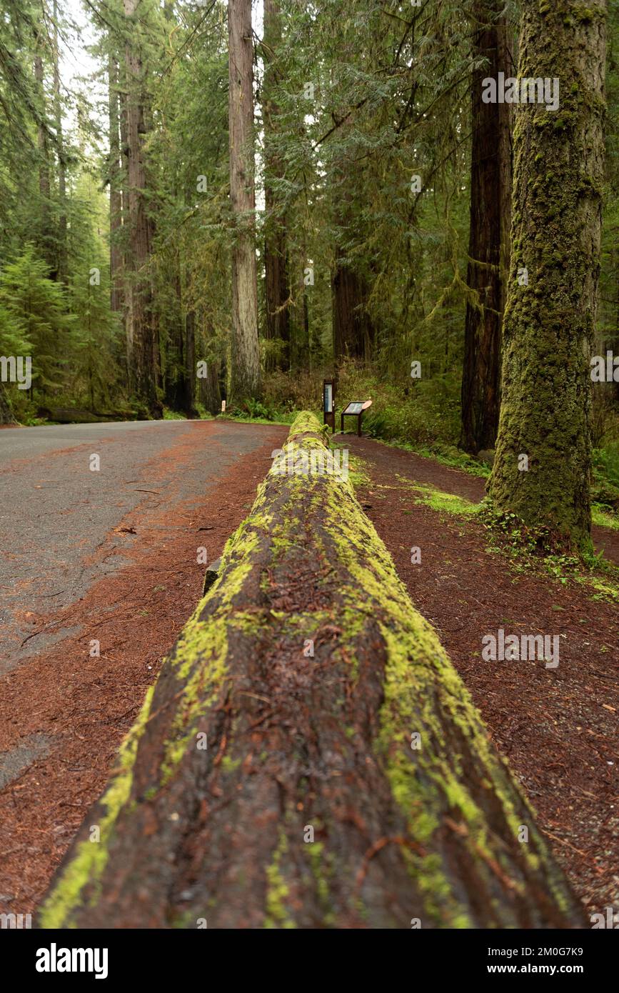 Redwood national and state park hi-res stock photography and images - Alamy