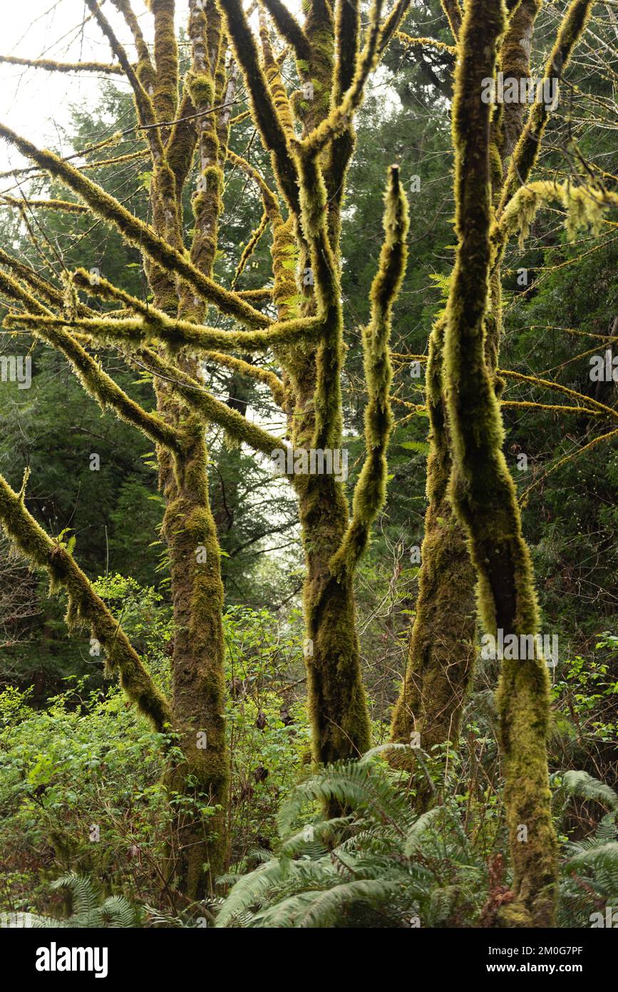 A vertical shot of the mossy trees in the Redwood Forest National and ...