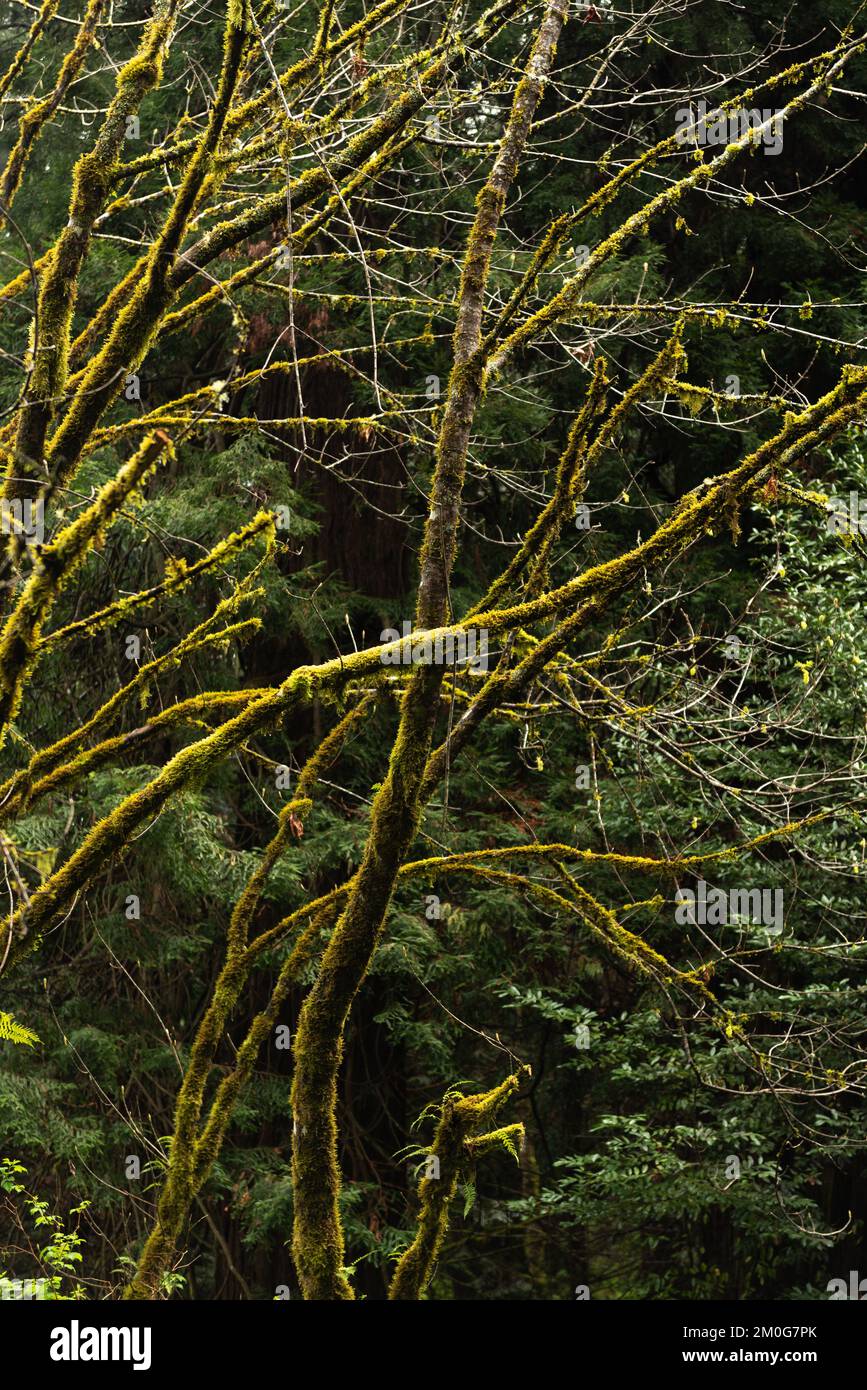 A vertical shot of the mossy trees in the Redwood Forest National and ...