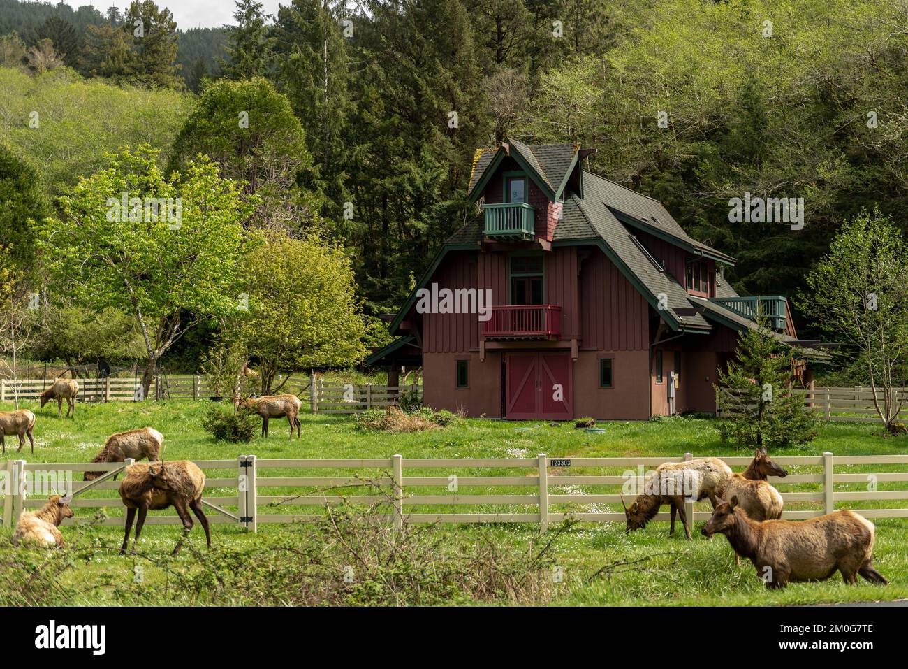 The deer grazing in the Orick in Redwood national and state park ...