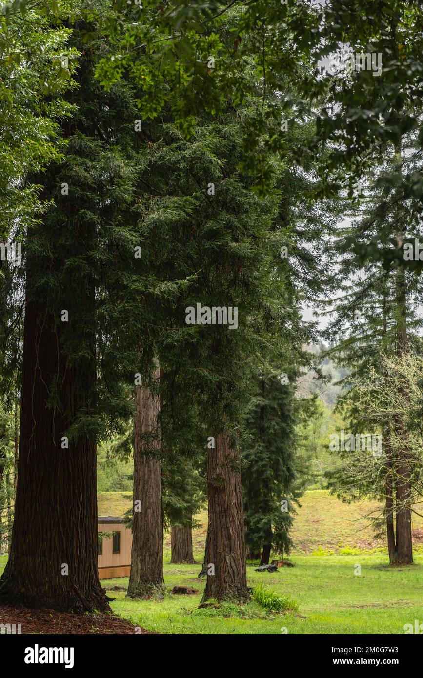 A vertical shot the trees in the Redwood National and State Park in ...