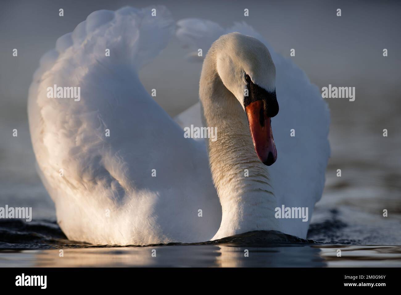 Mating posture hi-res stock photography and images - Alamy