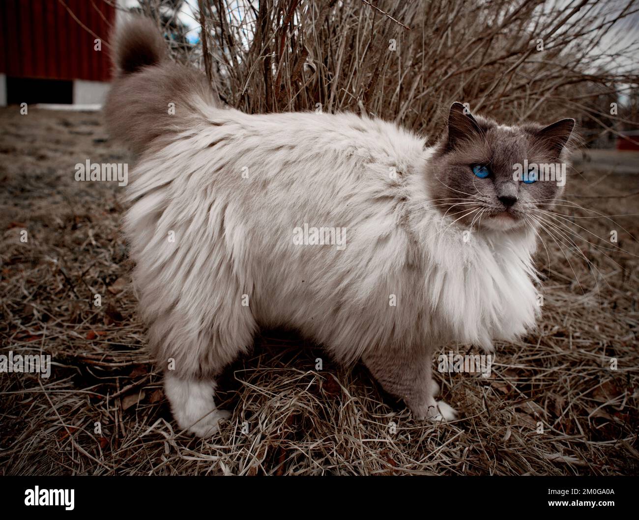 A Rag Doll walks proudly around on a farm while her bright blue eyes ...
