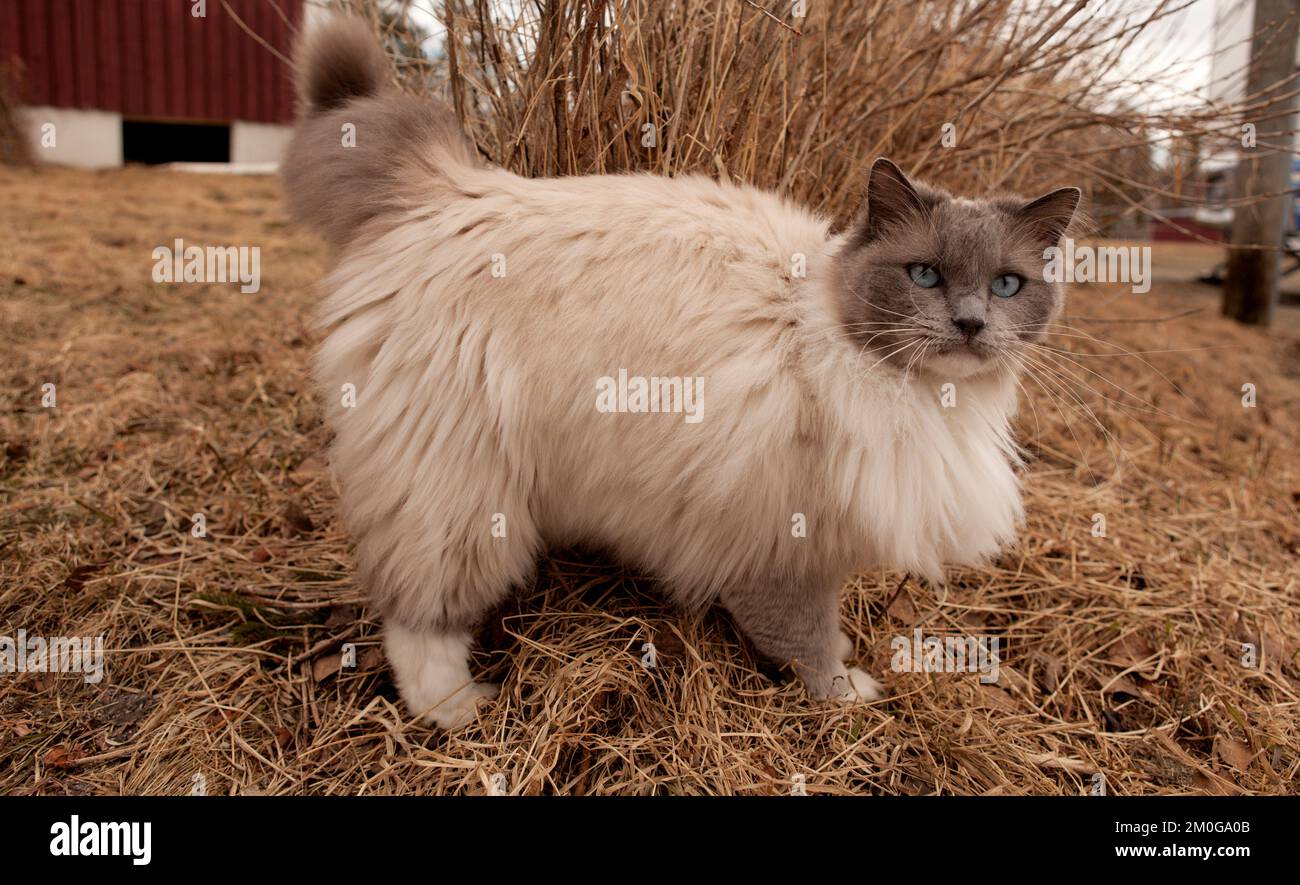 A Rag Doll walks proudly around on a farm while her bright blue eyes ...
