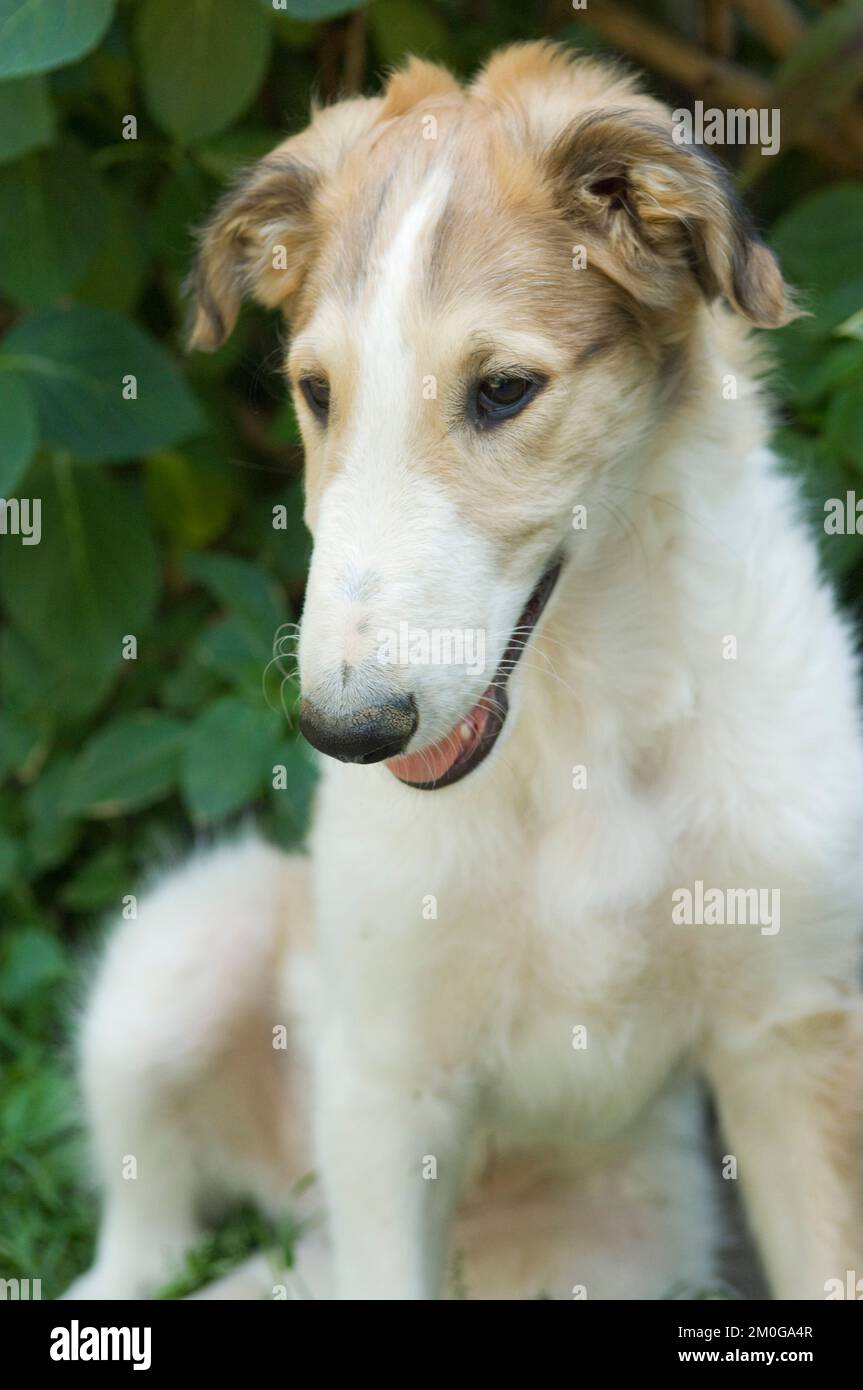 Pontida hi-res stock photography and images - Alamy
