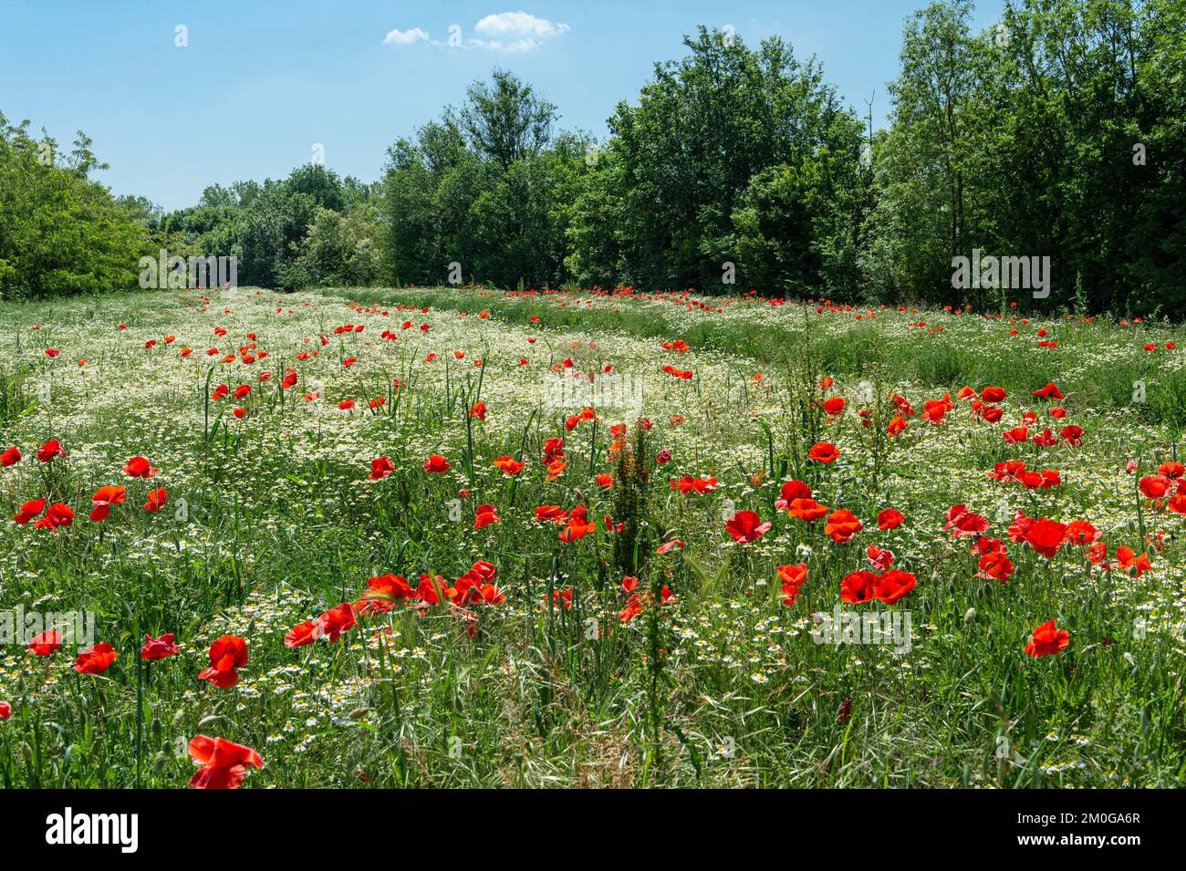 Trino italy hi-res stock photography and images - Alamy