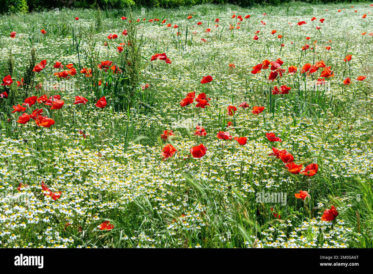 Trino italy hi-res stock photography and images - Alamy