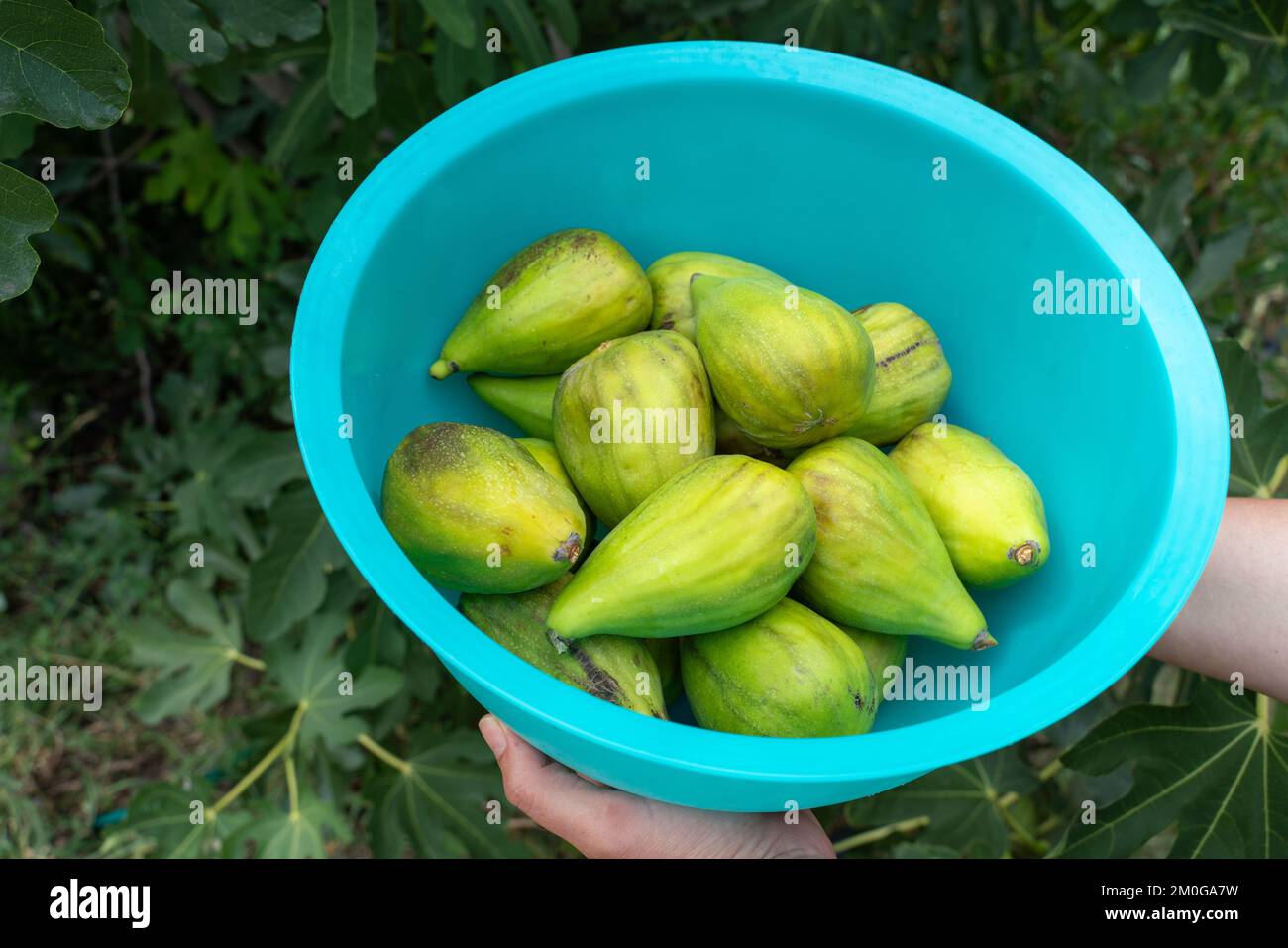 Fresh figs in wooden bowl hi-res stock photography and images - Alamy