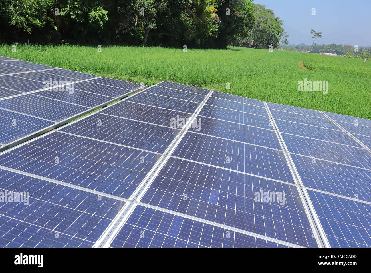 solar electricity to power the water pump in the rice fields Stock ...