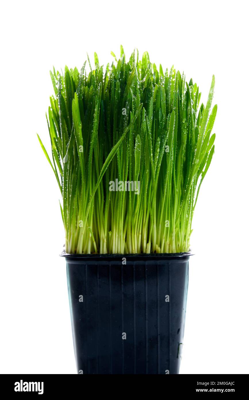 Green grass on a white isolated background. Sprouted oats in a black ...