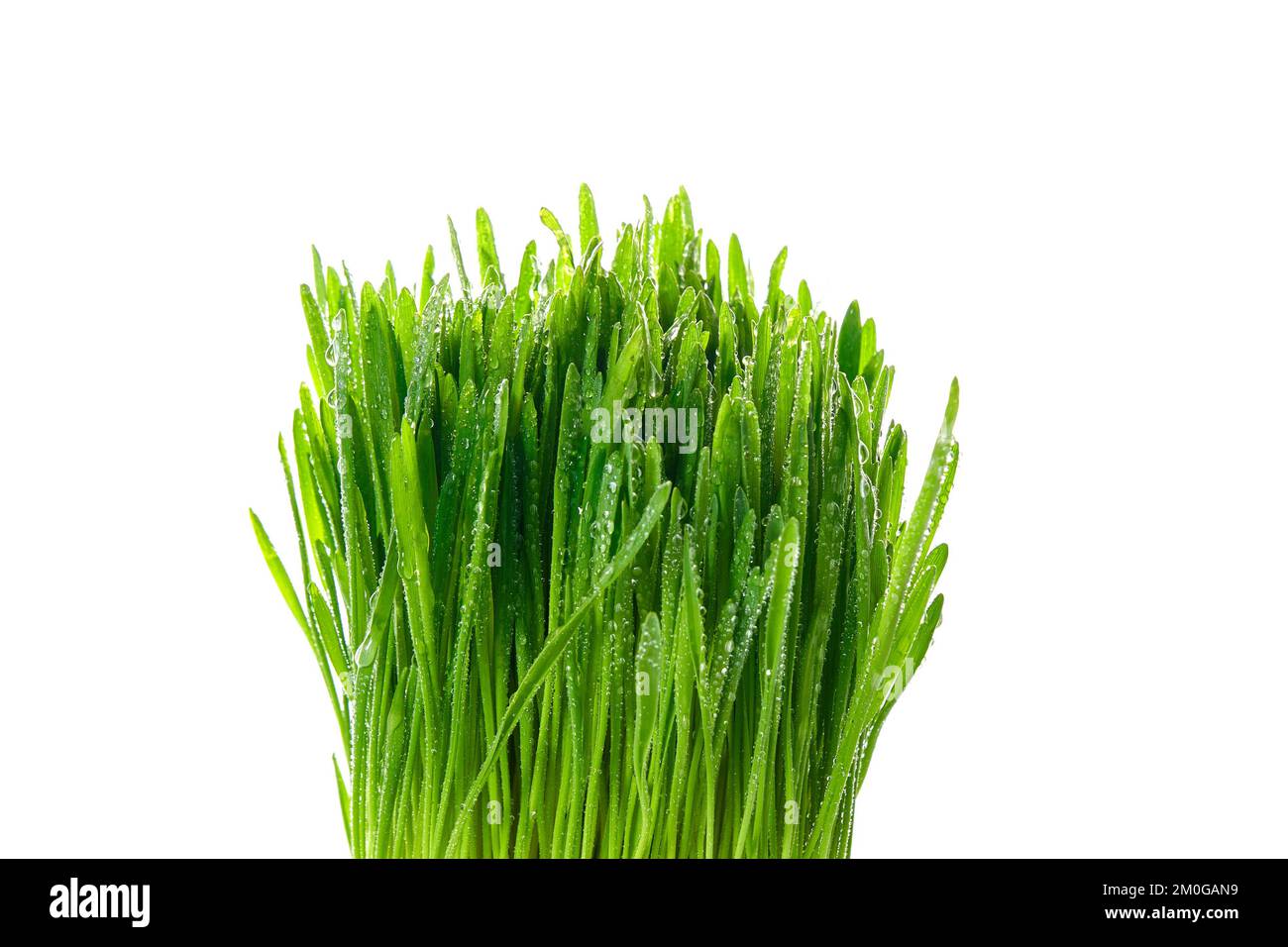 Green grass on a white isolated background. Vegetarian food, sprouts ...