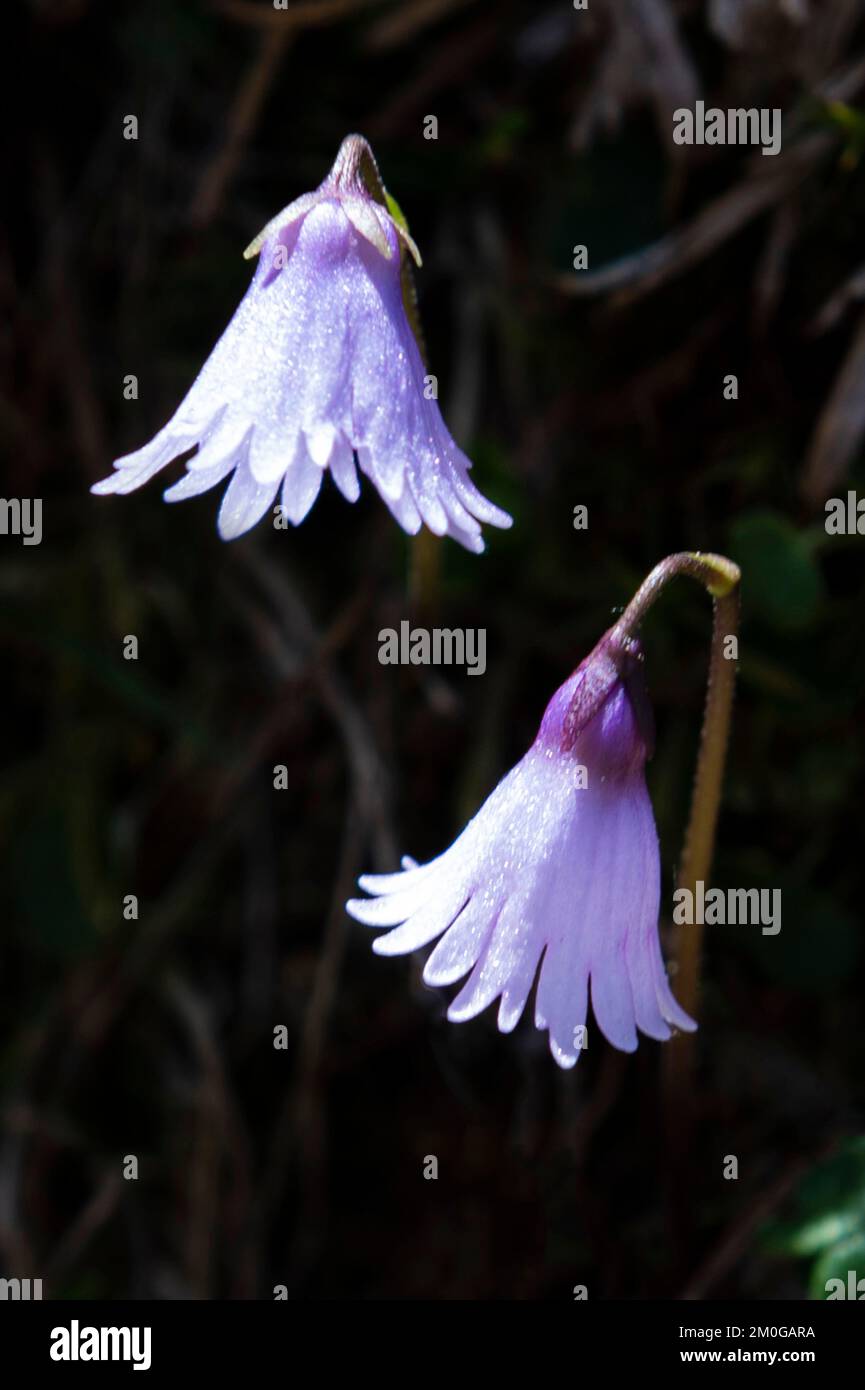 soldanella pusilla flowers, sambuzza valley, italy Stock Photo - Alamy